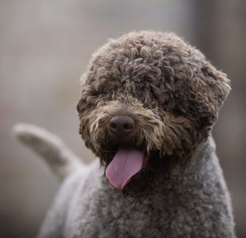 Lagotto Romagnolo Breeder · Ancient City Lagotto Florida